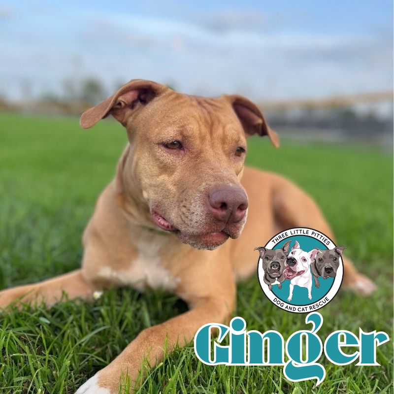 Dog for adoption - Ginger, a Pit Bull Terrier & Labrador Retriever Mix ...