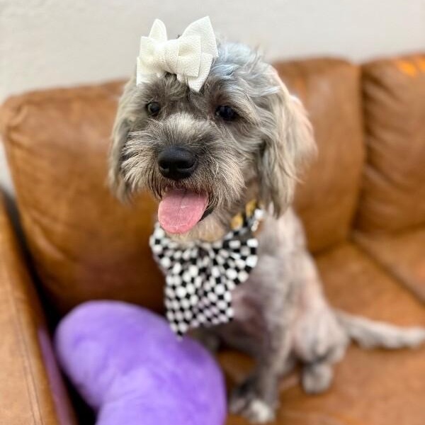 Dog for adoption - Silky Sue, a Schnauzer & Shih Tzu Mix in Twin Falls ...