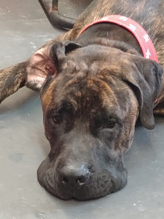 Dog for adoption - Baylor, a Mastiff in Lakeland, FL | Petfinder