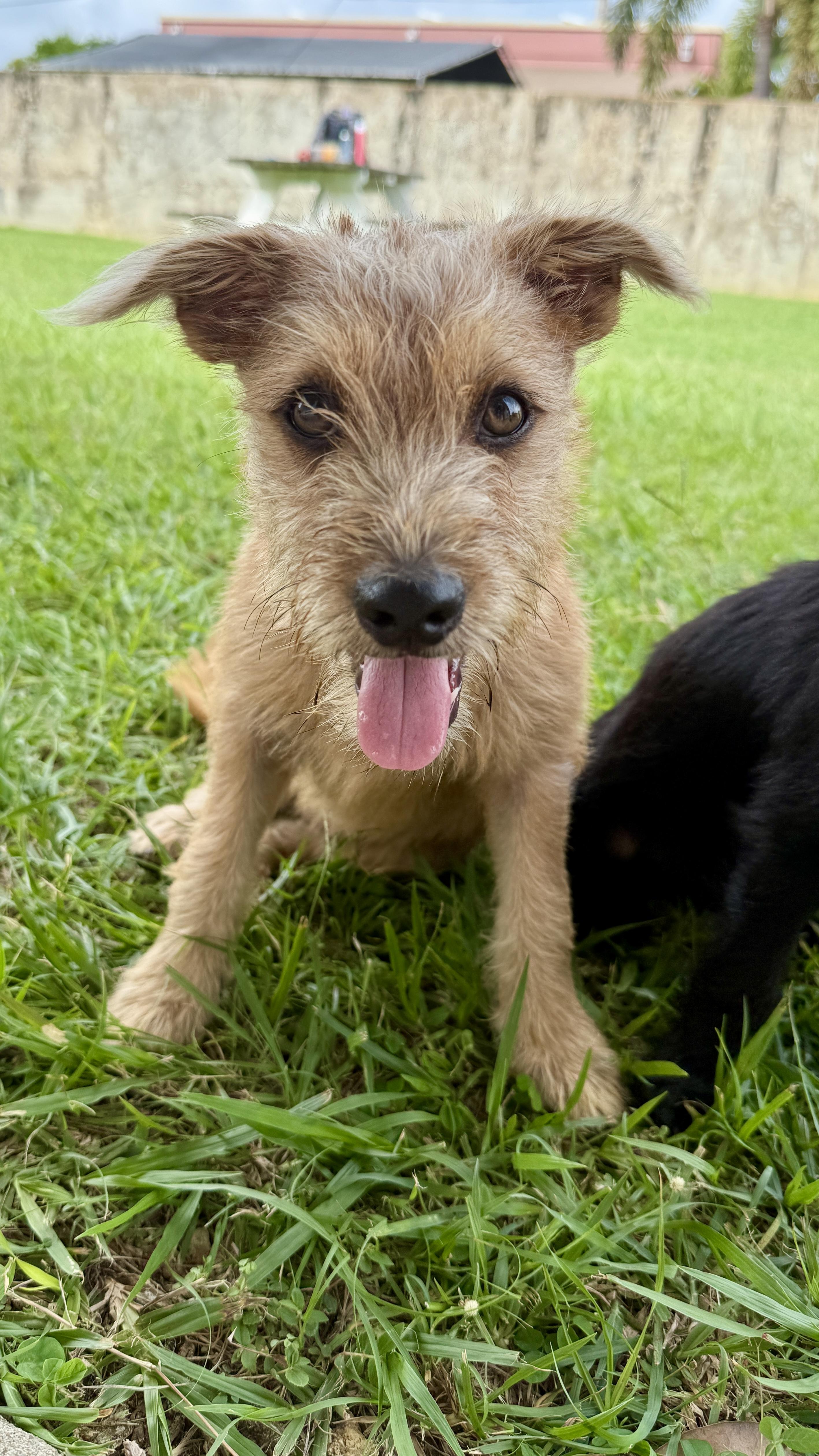 Dog for adoption - Frankie - small breed, hairy, loves people!, an ...