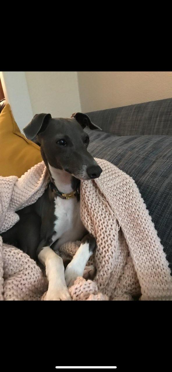 Adoptable IGs – Mid Atlantic Italian Greyhound Rescue