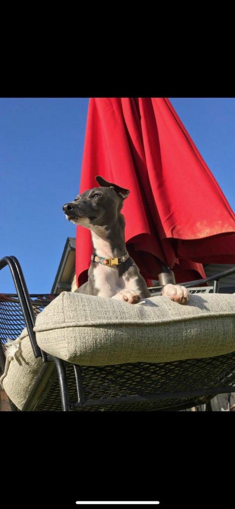 Adoptable IGs – Mid Atlantic Italian Greyhound Rescue