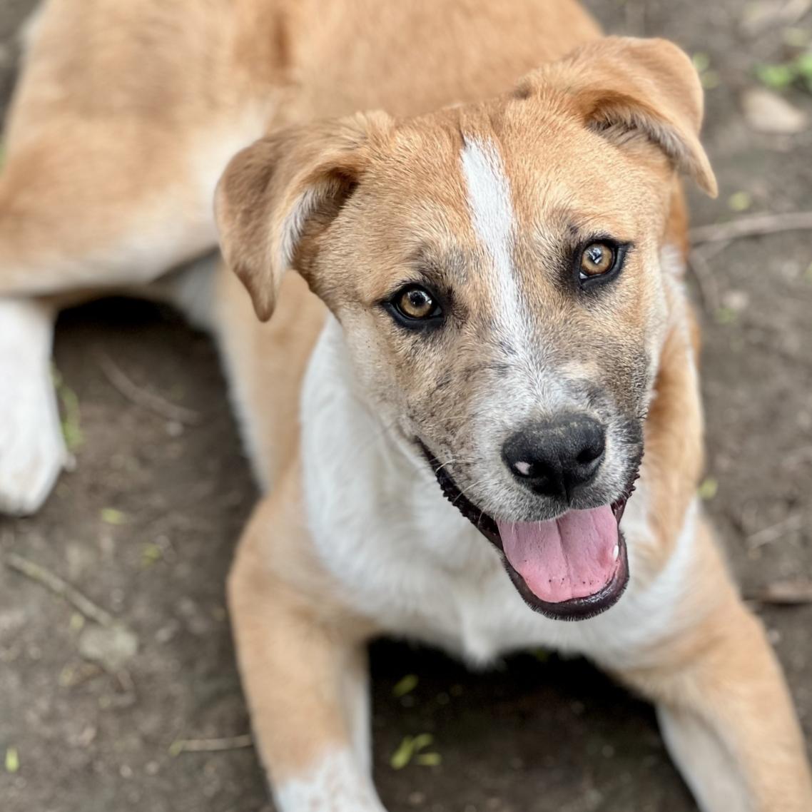 Dog for adoption - Brady, a Labrador Retriever Mix in Brattleboro, VT | Petfinder