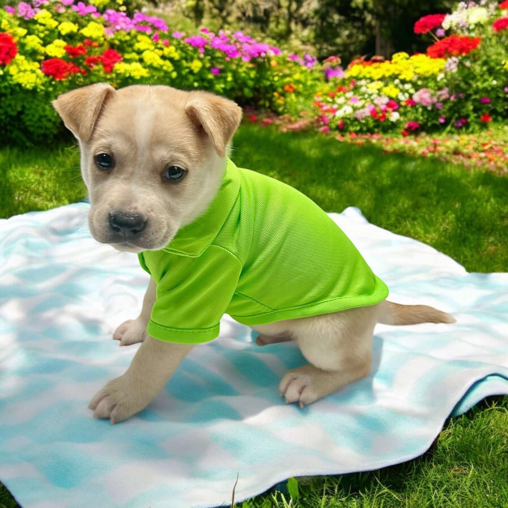 Dog for adoption - Chimi, a Husky Mix in Cincinnati, OH | Petfinder