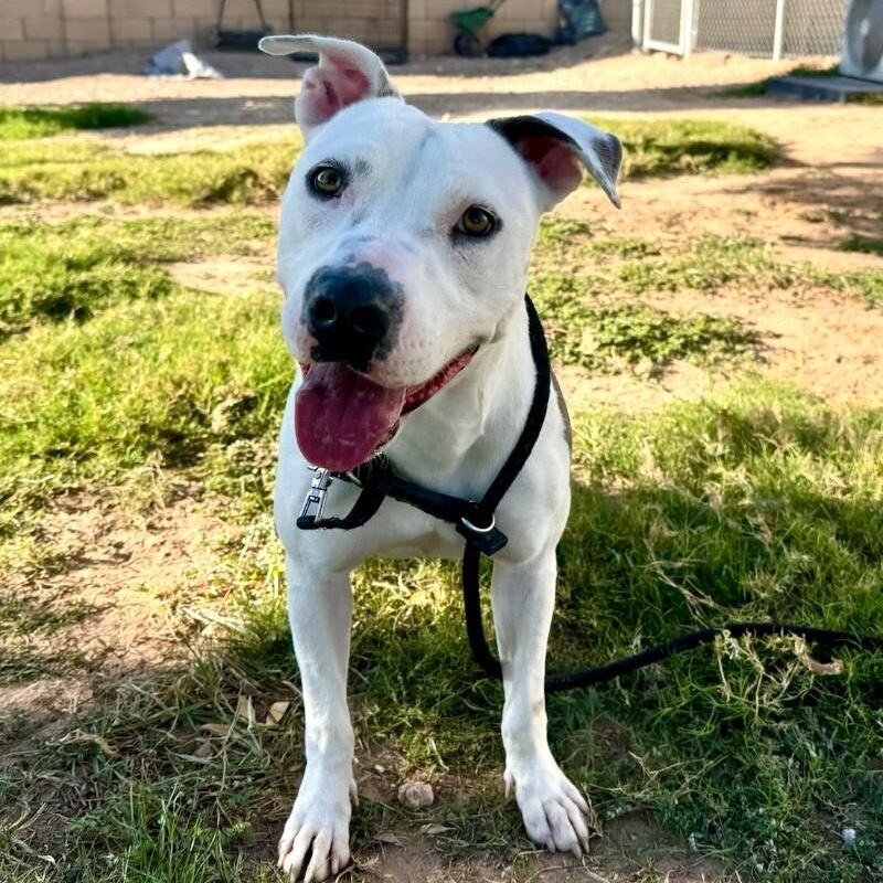 Dog for adoption - Sage the Queen of Puppy Love, a Pit Bull Terrier ...