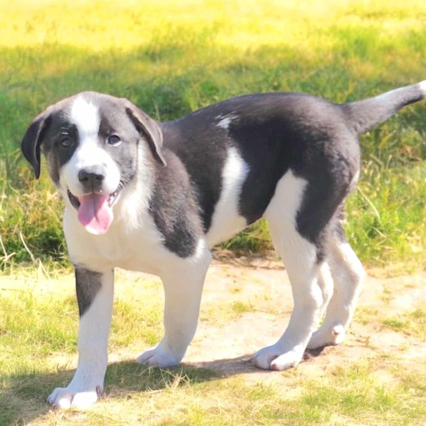 Dog for adoption - Dodie, an English Springer Spaniel & Australian ...