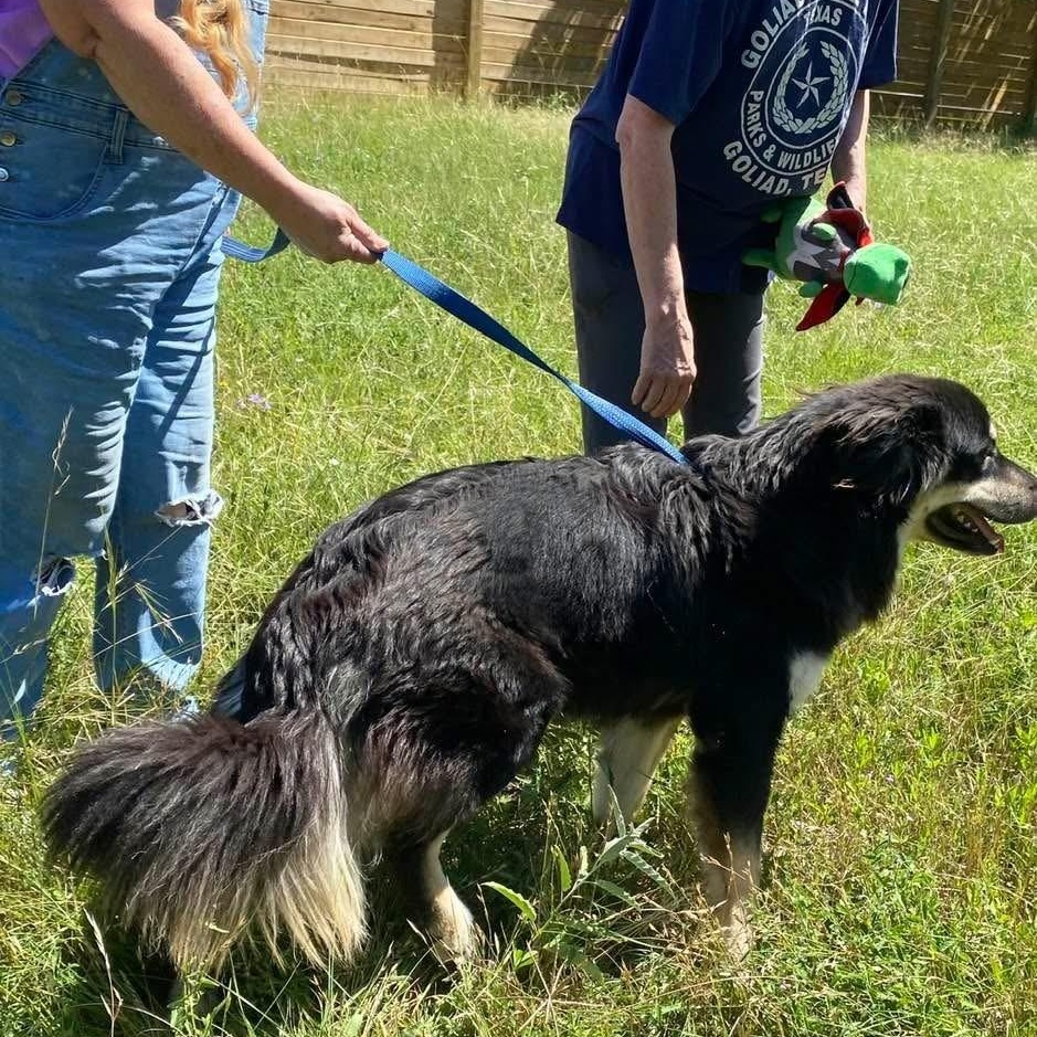 Dog for adoption - Benson James Bone PC, a Retriever & Shepherd Mix in ...