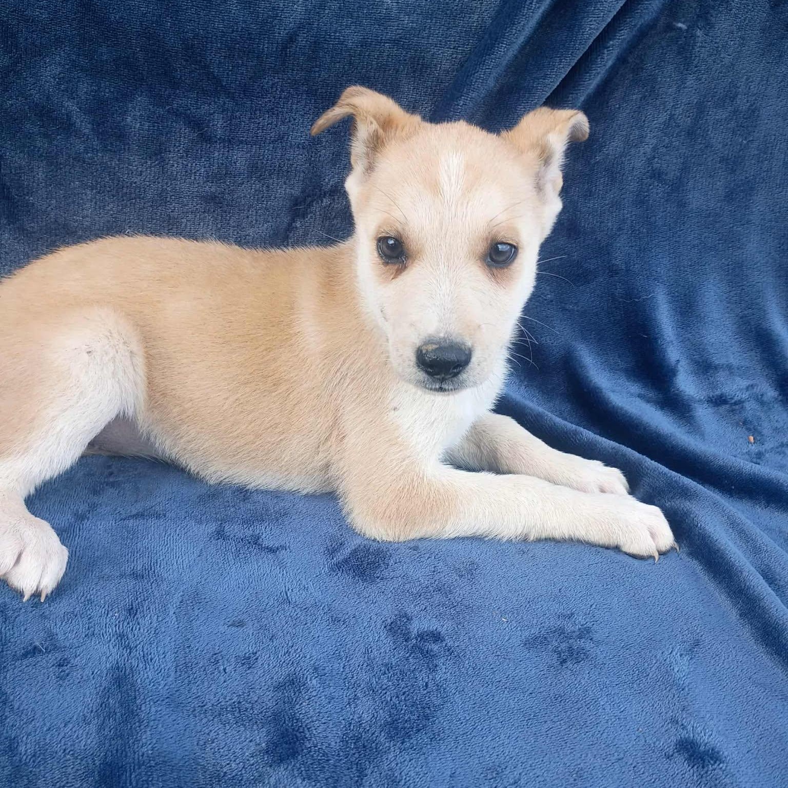 Dog for adoption - ESME GS, a German Shepherd Dog Mix in Newark, DE ...