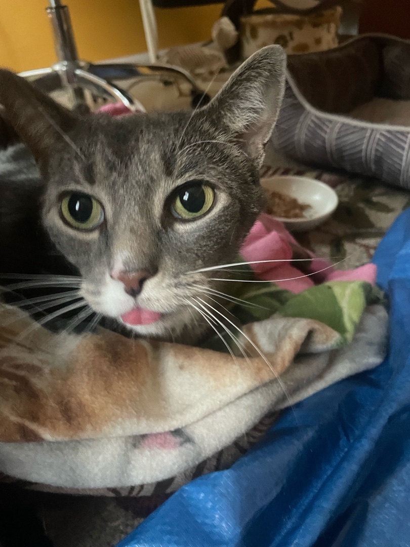 Our Animals — Animal Alliance