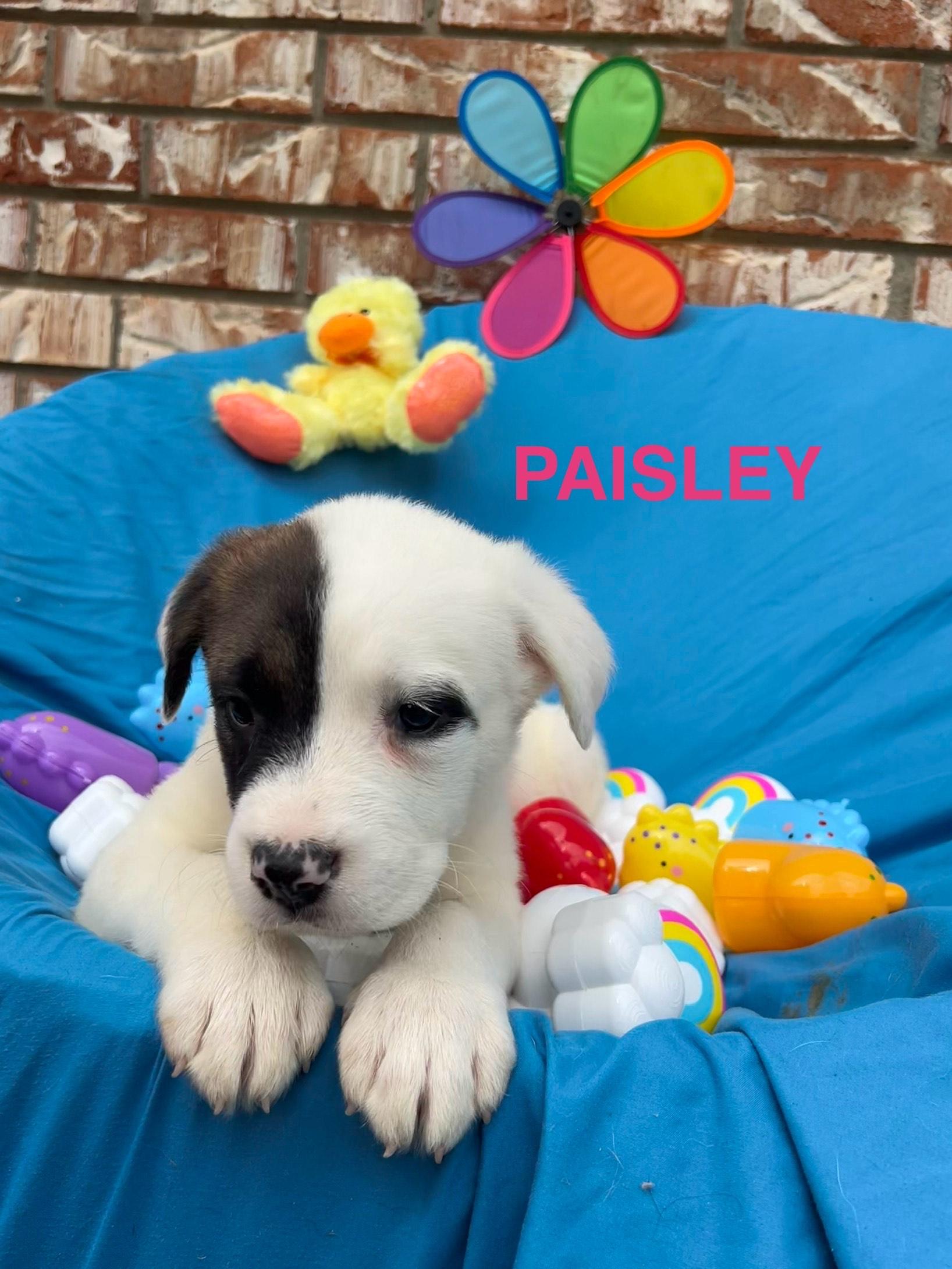 Dog for adoption - paisley, an English Springer Spaniel & Spaniel Mix ...