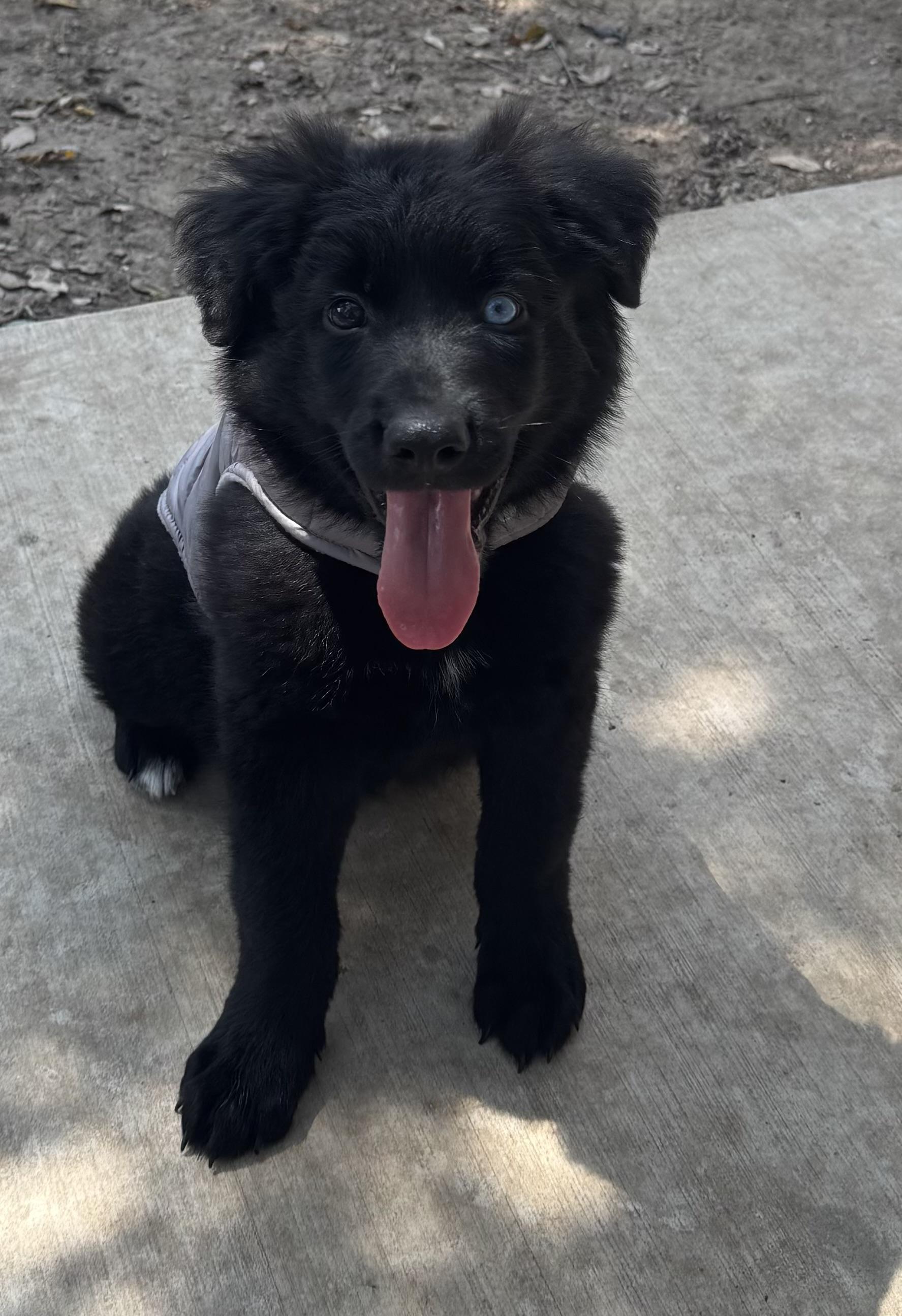 Dog for adoption - Levi, a Shepherd Mix in renton, WA | Petfinder