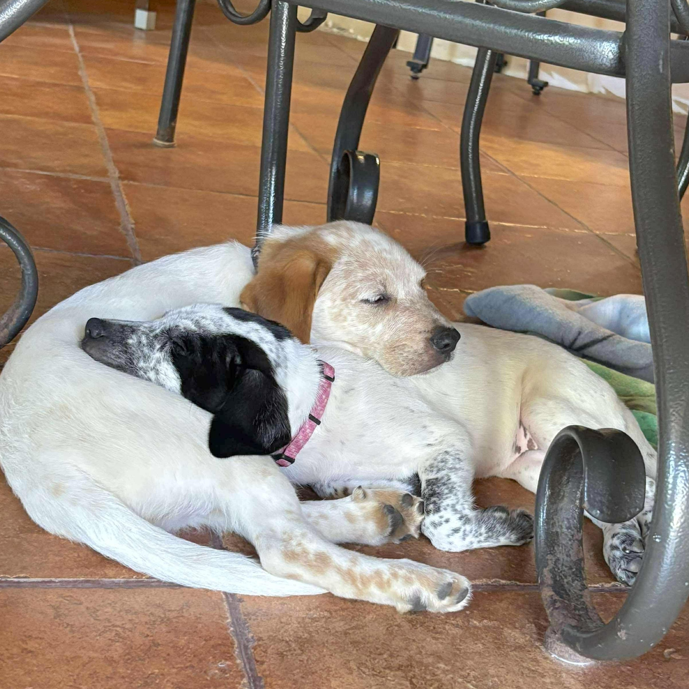 Dog for adoption - Dottie, a German Shorthaired Pointer & Terrier Mix ...