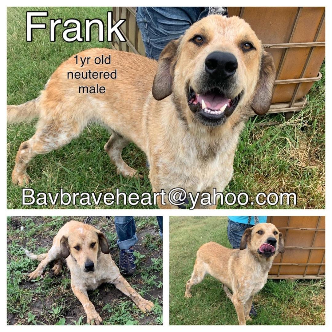 Dog for adoption - Frank, a Golden Retriever & Australian Cattle Dog ...