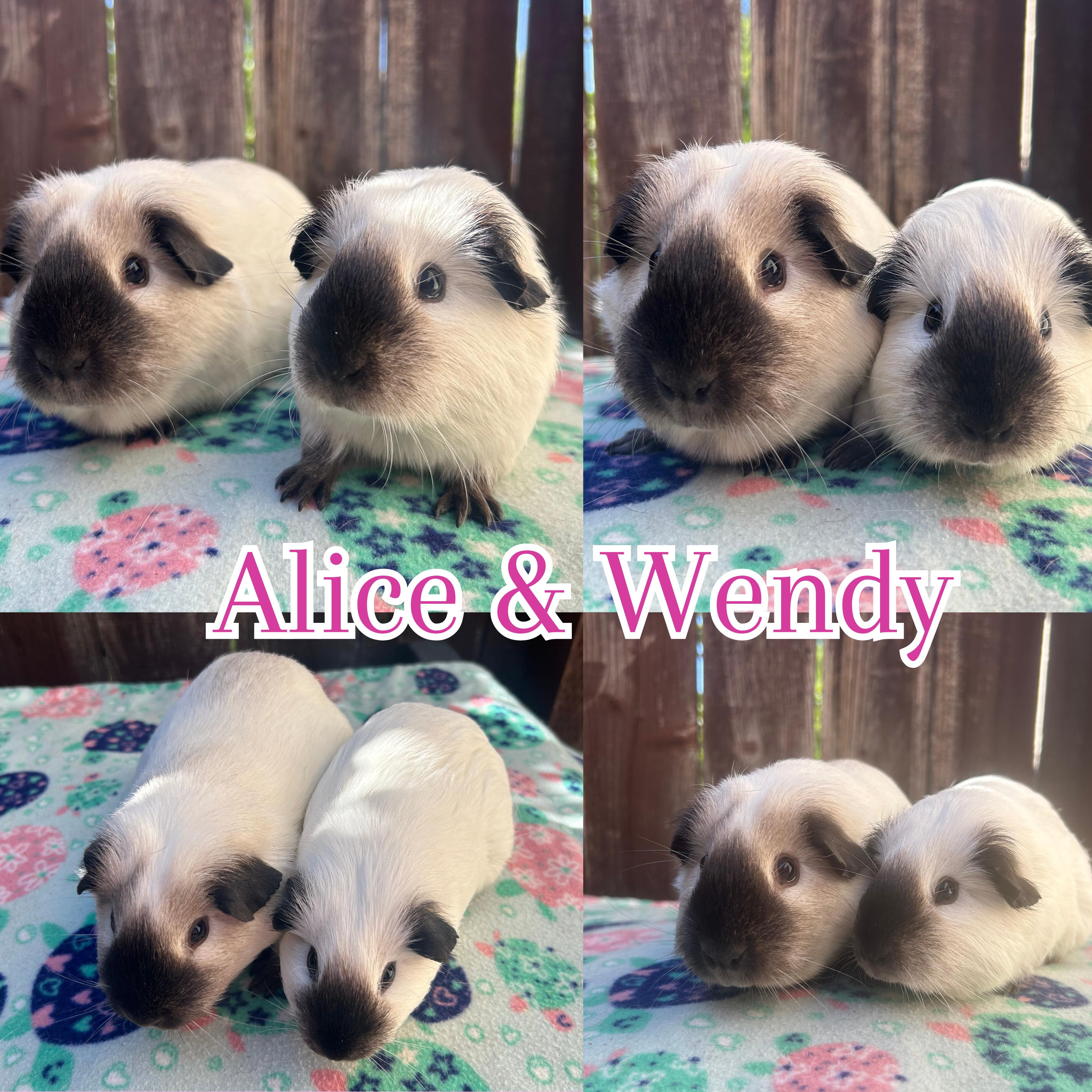 Guinea Pig for adoption - Alice & Wendy, a Guinea Pig in Ripon, CA ...