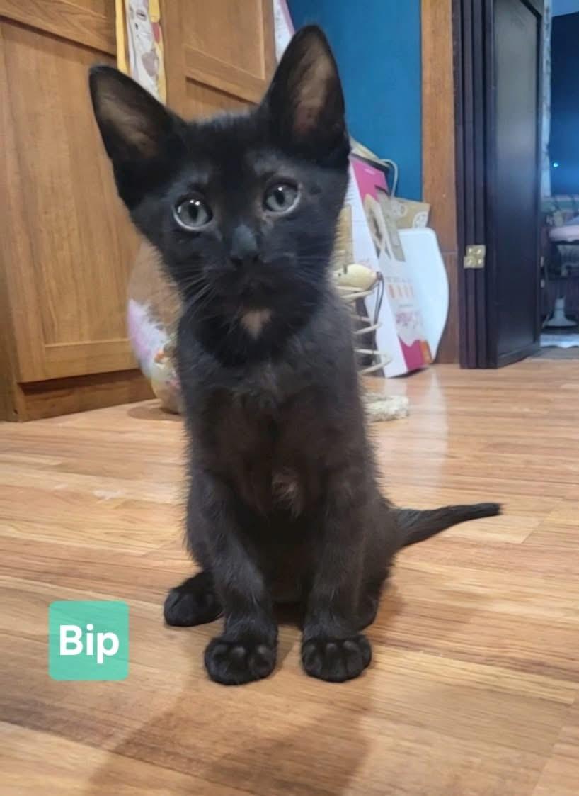 Cat for adoption - Bip, a Domestic Short Hair Mix in Omaha, NE | Petfinder