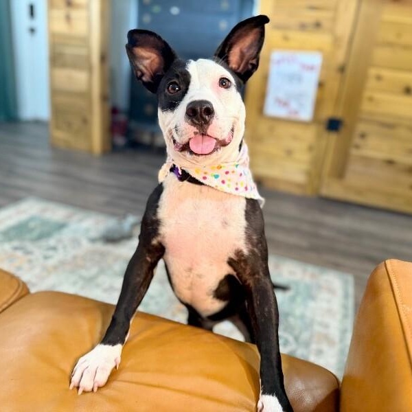 Dog for adoption - Rue Ann Itty Bitty Pitty and Dream Family Girl, a ...