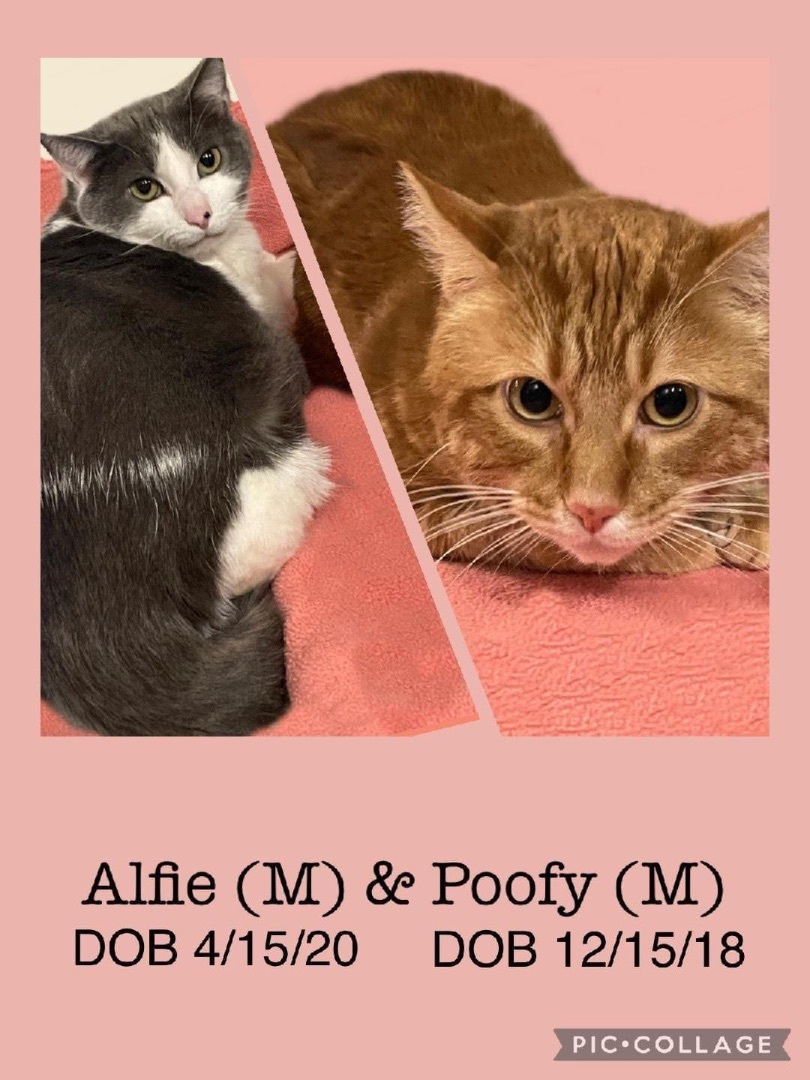 Available Cats - The A.R.K - Animal Recycling Kennel