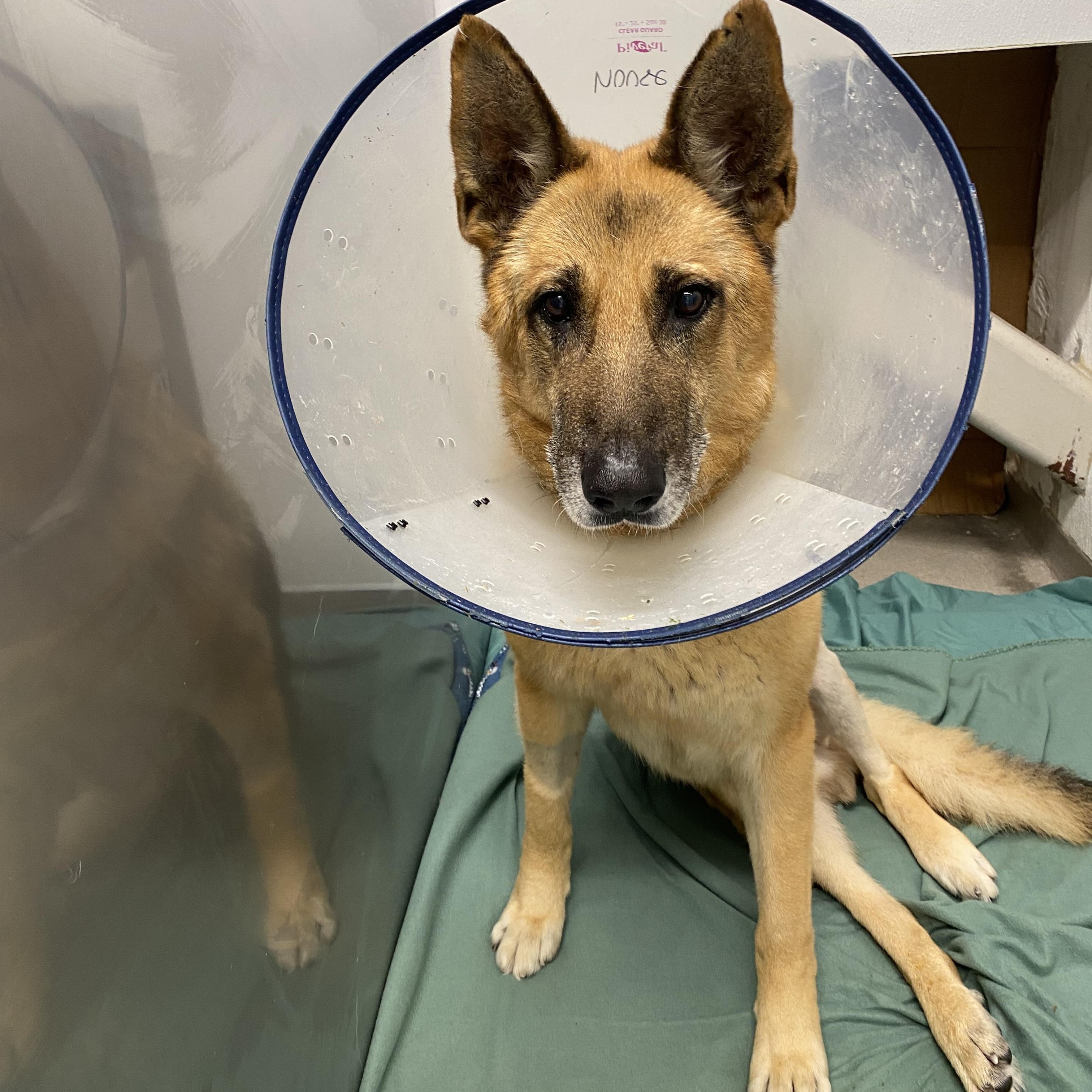 Dog for adoption - Joe Conner, a German Shepherd Dog in Austin, TX ...