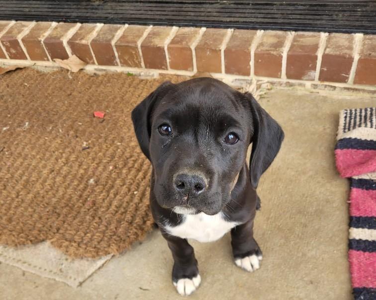 Dog for adoption - Undertaker, a Terrier & Cocker Spaniel Mix in ...