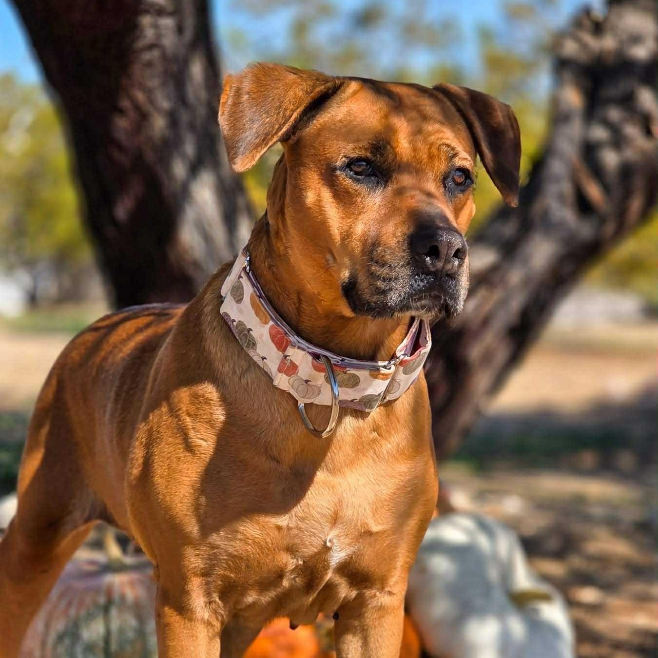 Dog for adoption - Melba, a Rhodesian Ridgeback Mix in Tehachapi, CA | Petfinder