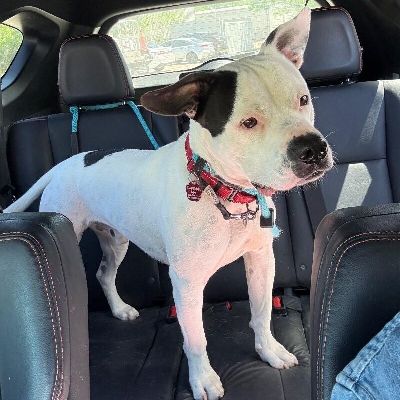 Dog for adoption - Tate Ark Family Dog, a Pit Bull Terrier & American ...