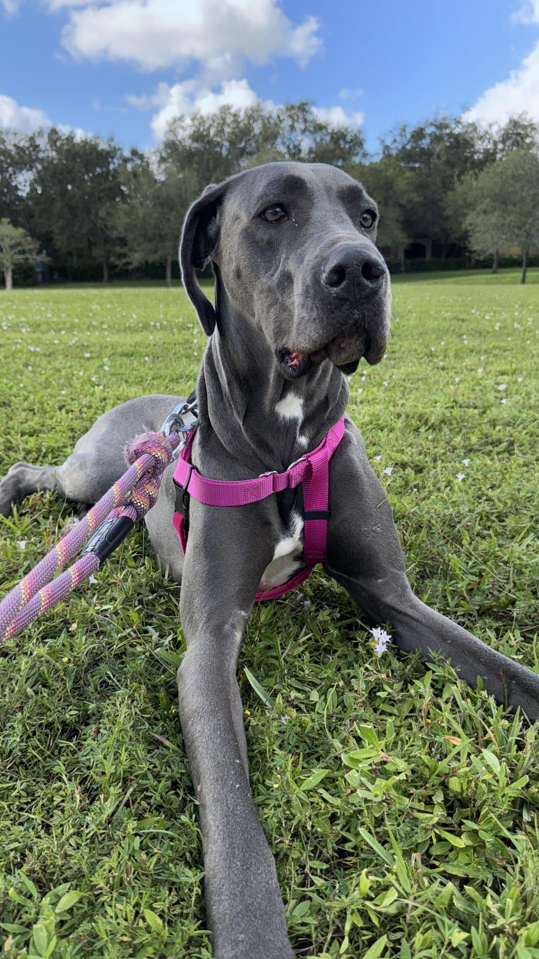 Dog for adoption - Bimba, a Great Dane in Jacksonville , FL | Petfinder