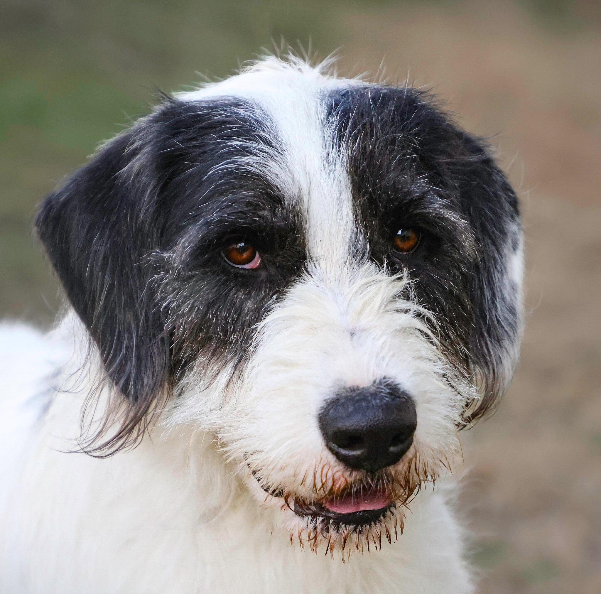 Dog for adoption - Socket, a Poodle & Border Collie Mix in Harrisburg ...