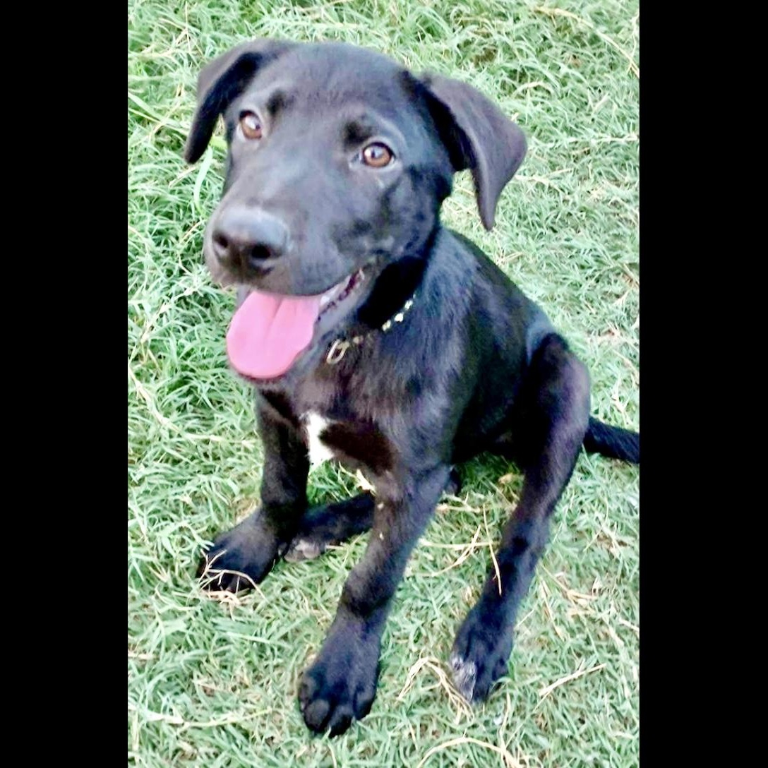 Dog for adoption - Cinnamon Spice, a Labrador Retriever & Black Labrador Retriever Mix in ...