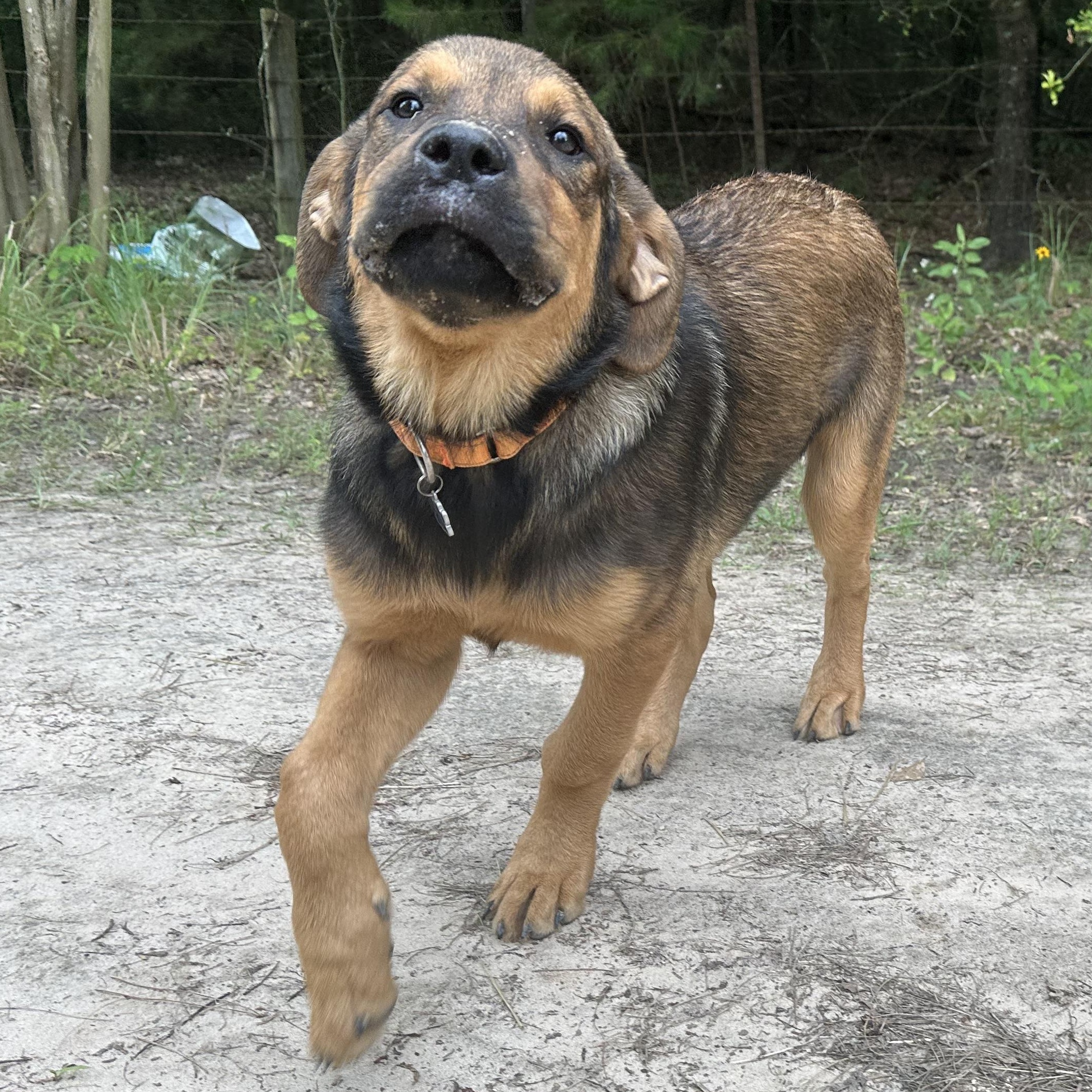 Dog for adoption - Pluto, a Rottweiler & Anatolian Shepherd Mix in Portland, OR | Petfinder