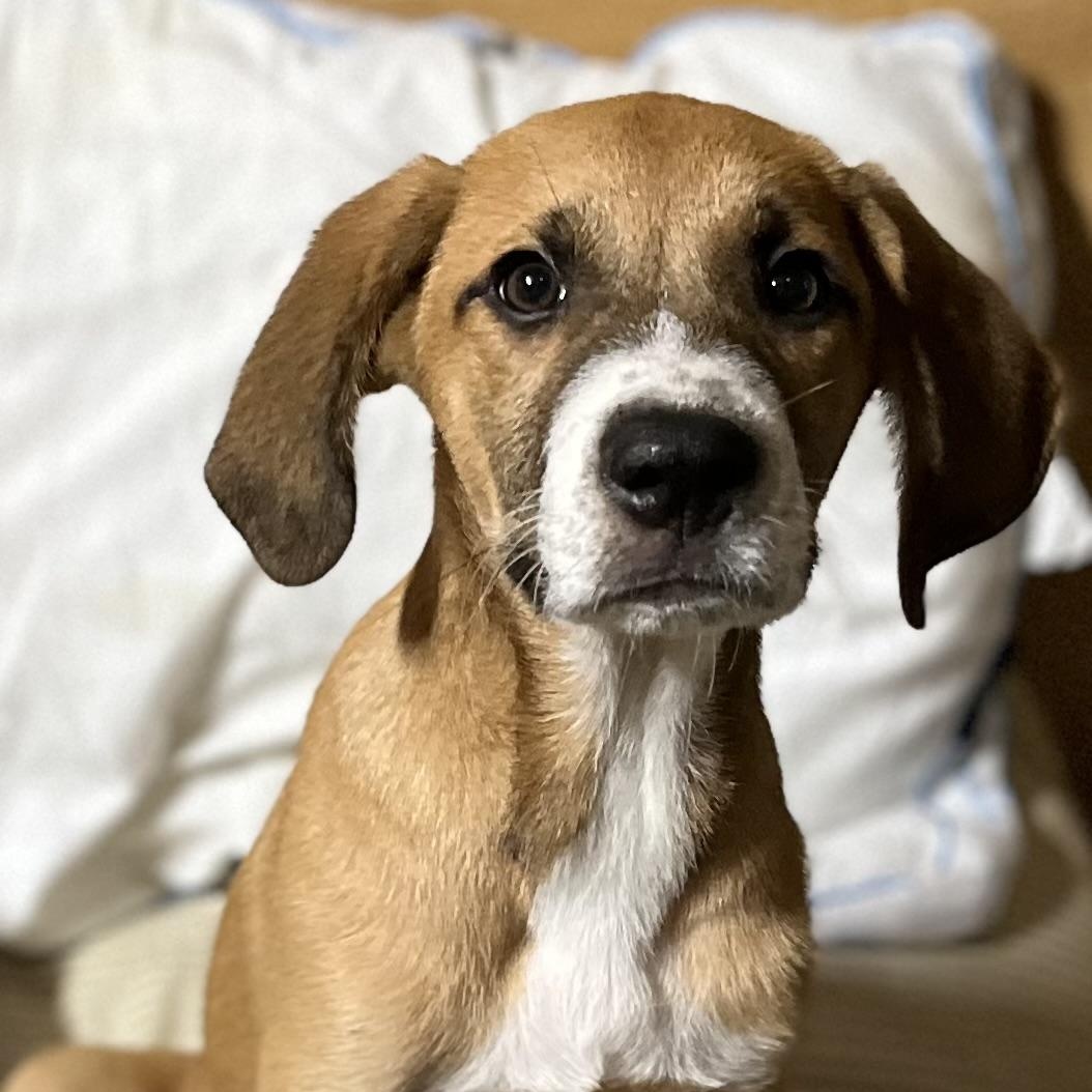 Dog for adoption - Tessa, a Beagle Mix in Portland, ME | Petfinder