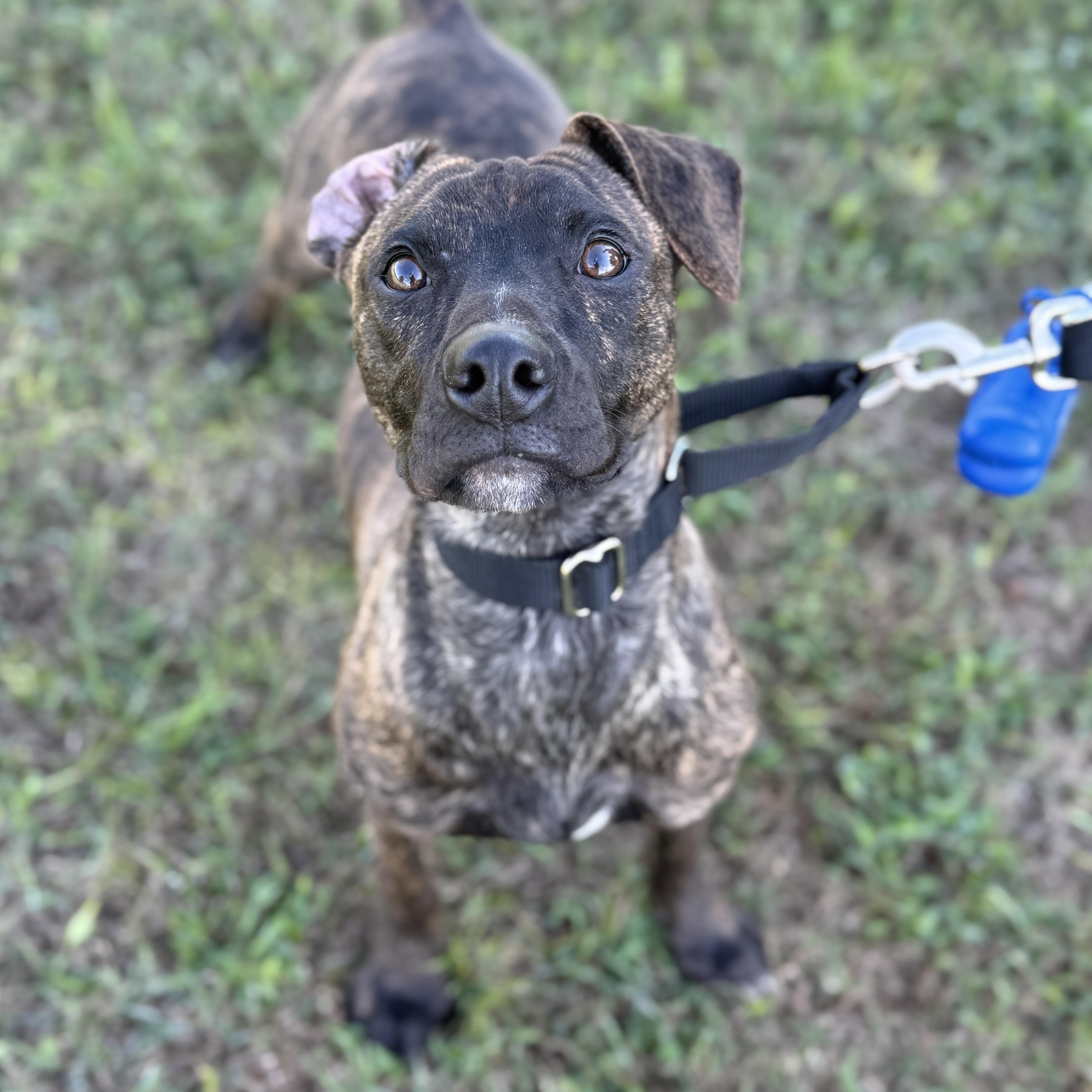 Rutherford County Humane Society in Murfreesboro, TN