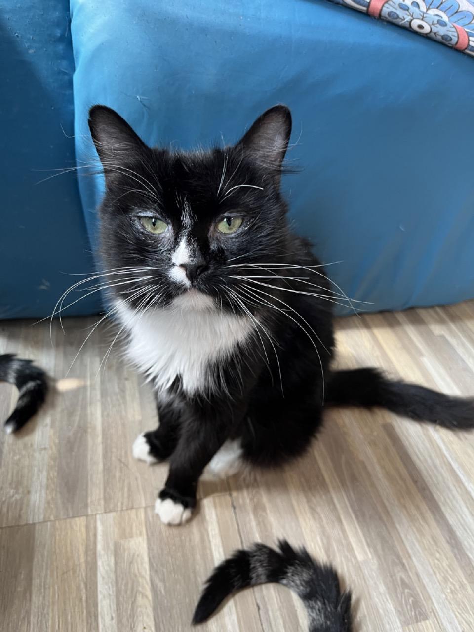 Cat for adoption - Kyla the Cherub, a Domestic Medium Hair in Red Hook ...