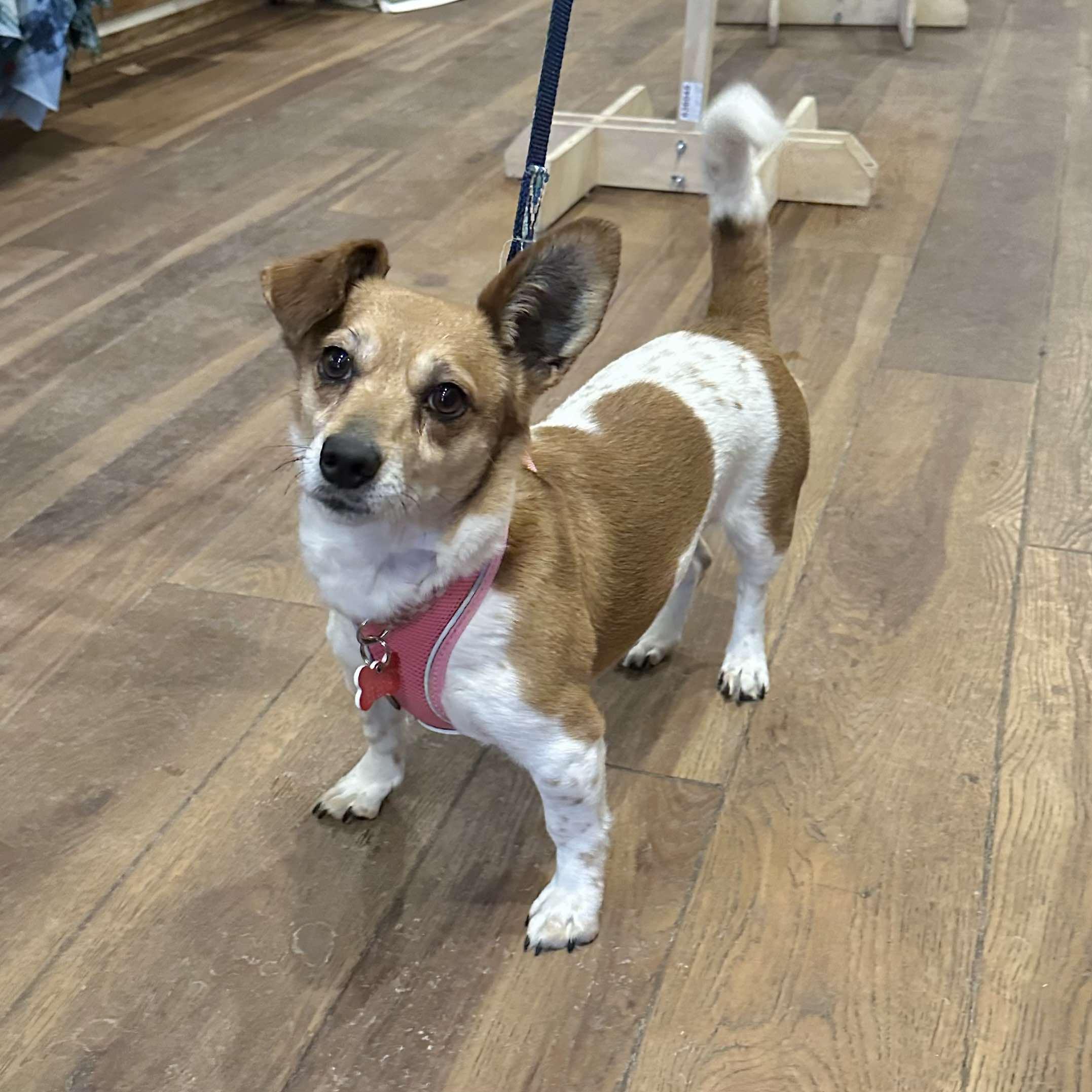 Dog for adoption - Lucy, a Dachshund & Corgi Mix in Boulder, CO | Petfinder