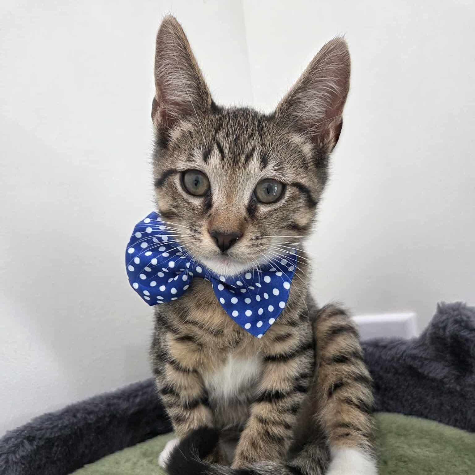 Cat for adoption - Fish Hook, a Domestic Short Hair & Tabby Mix in ...