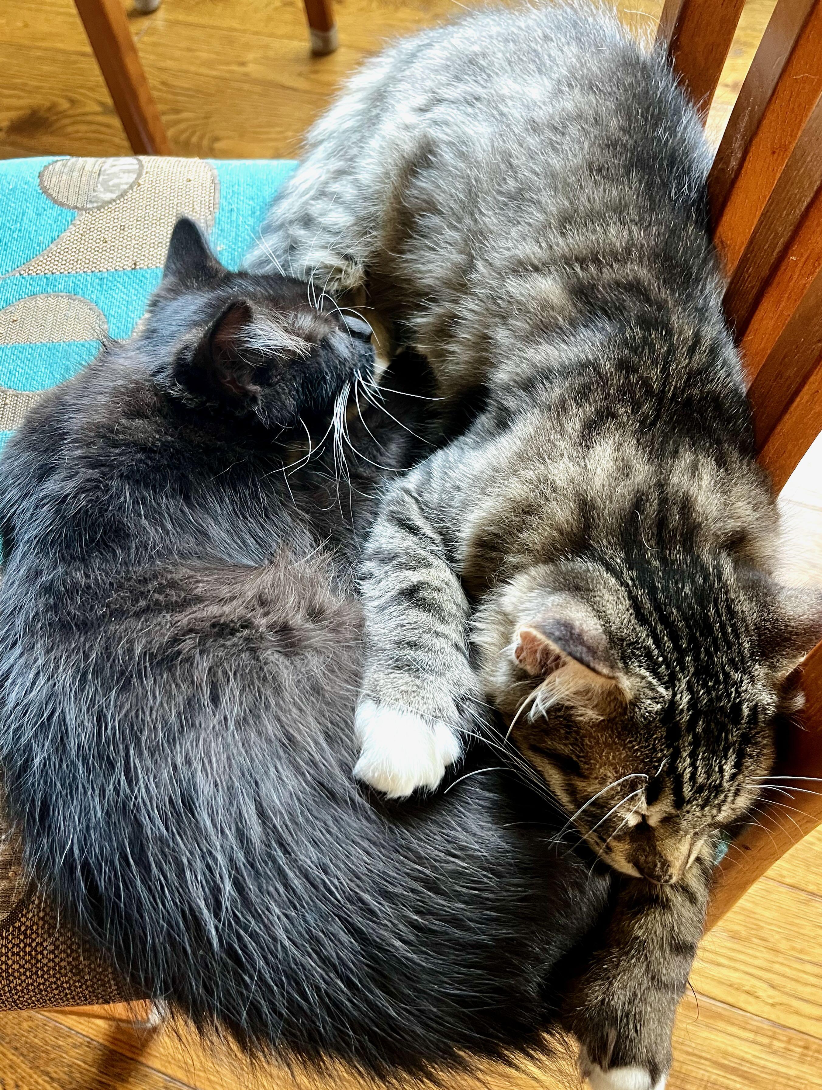 Cat for adoption - Hemingway & Stormy, a Domestic Medium Hair & Tabby ...