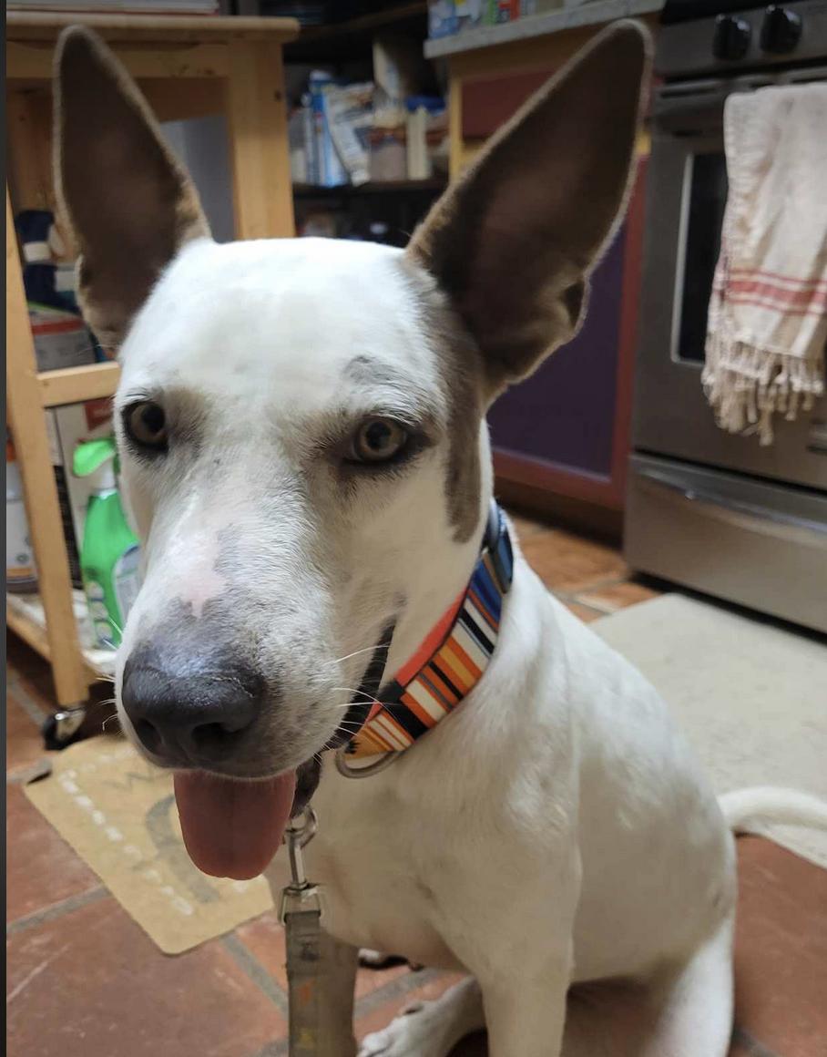 Dog for adoption - Boomer, a Labrador Retriever & Dogo Argentino Mix in ...