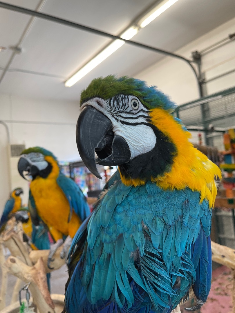 Parrot for adoption - Benjie, a Macaw in Bend, OR | Petfinder