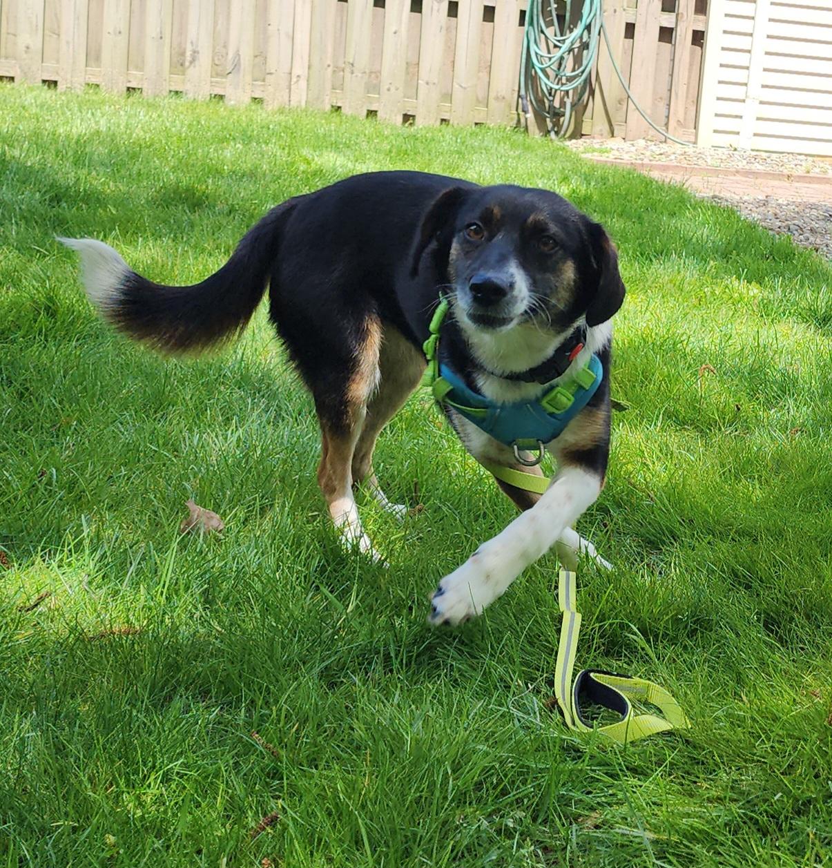 Dog for adoption - Pixie, a Beagle Mix in Willoughby, OH | Petfinder