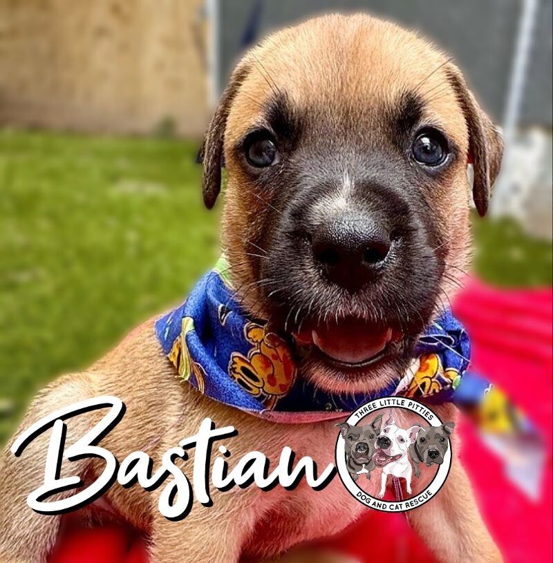 Dog for adoption - Bastian Balbina, a Black Mouth Cur & Boxer Mix in ...