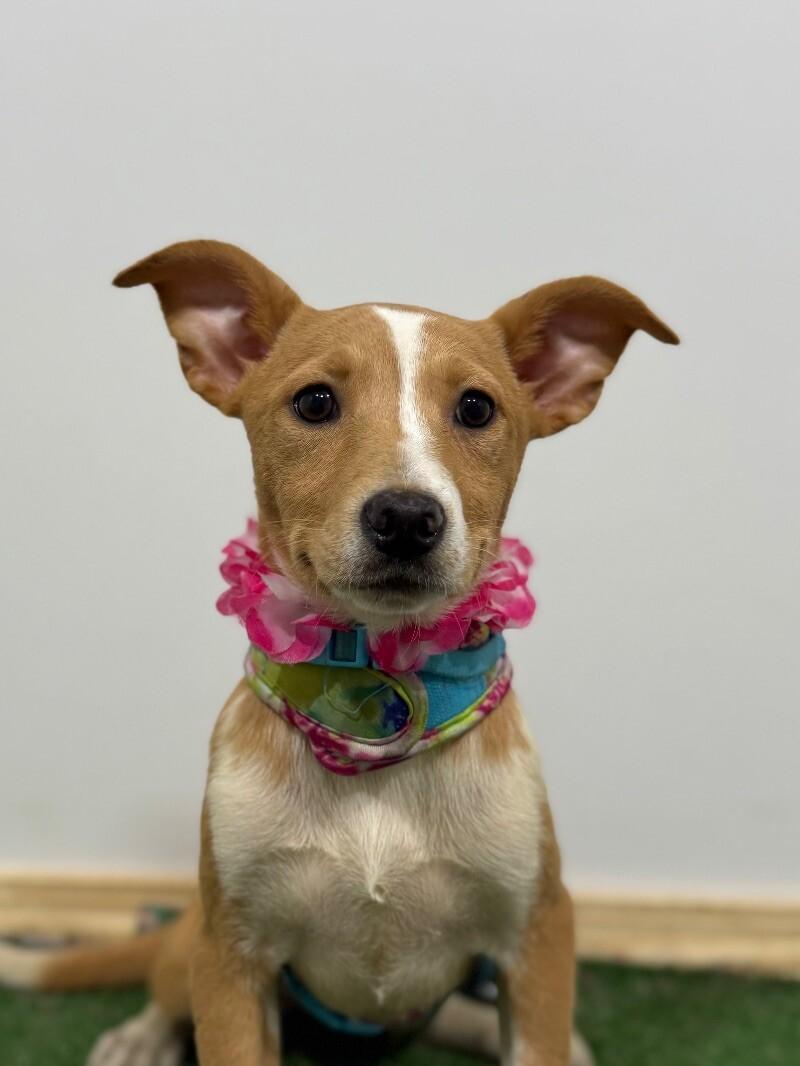 Dog for adoption - Flo, a Carolina Dog & Spaniel Mix in Aliso Viejo, CA ...