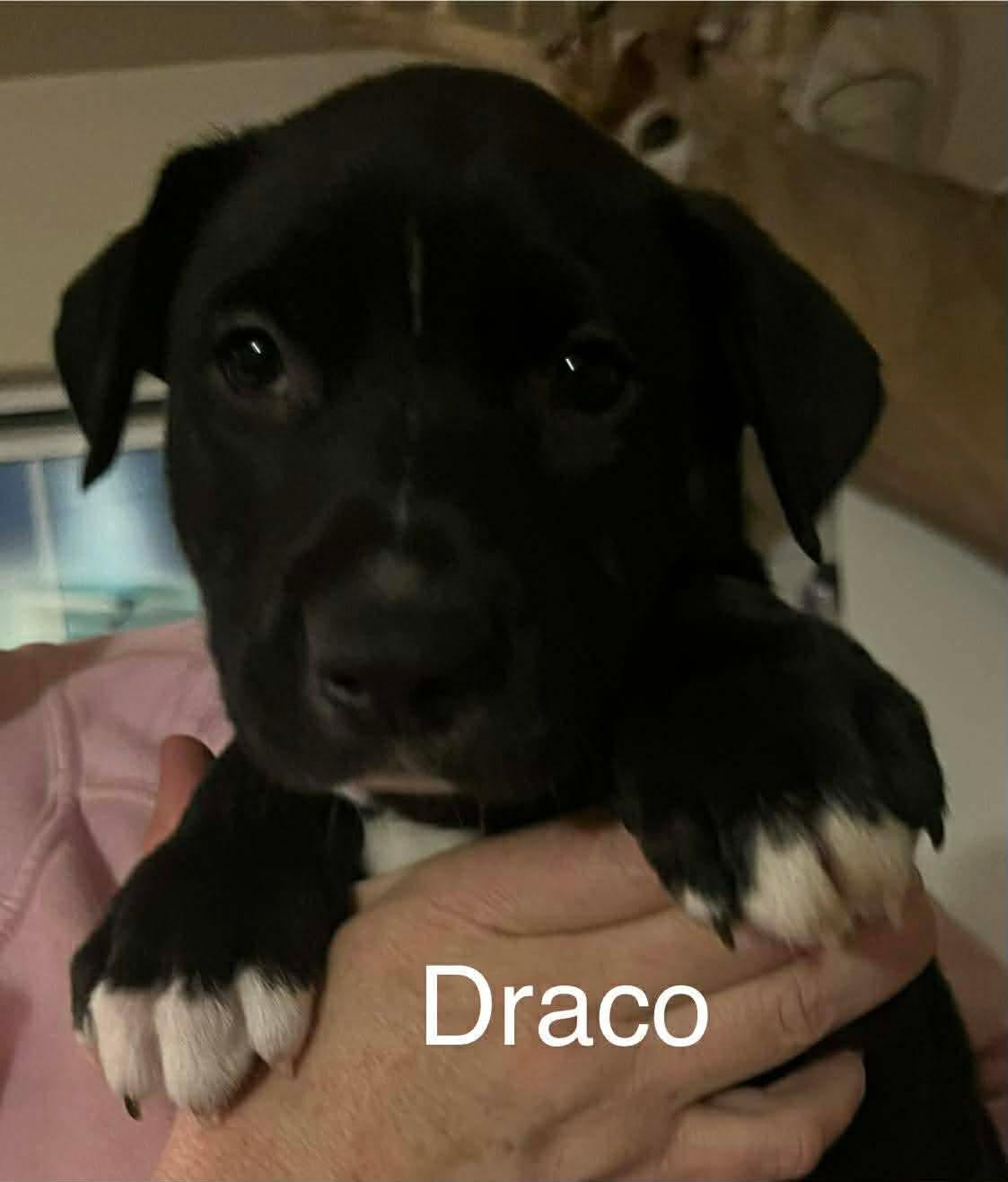 Draco - Adoptable Pet | Petfinder | Petfinder