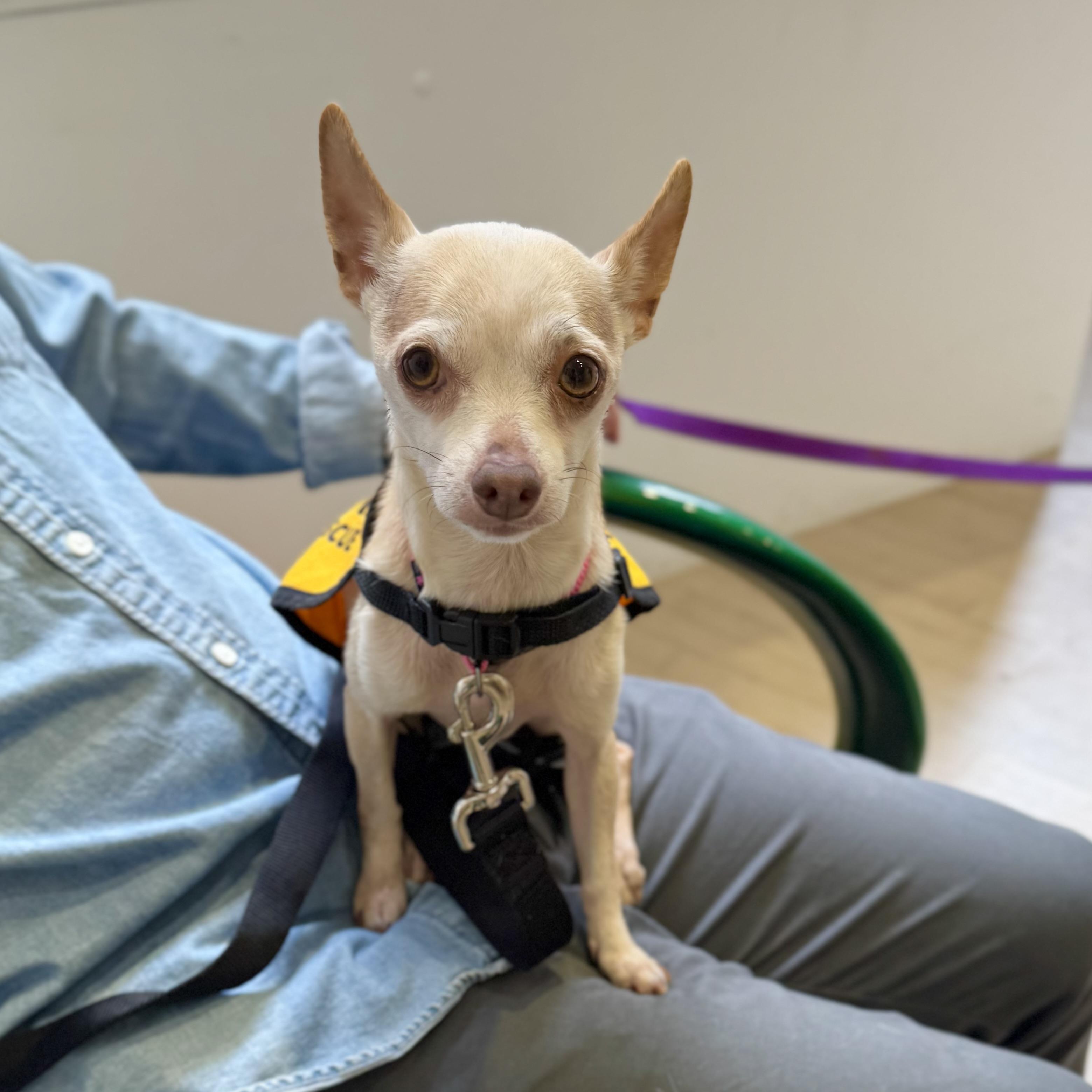 Dog for adoption - Redrum, a Chihuahua Mix in Philadelphia, PA | Petfinder