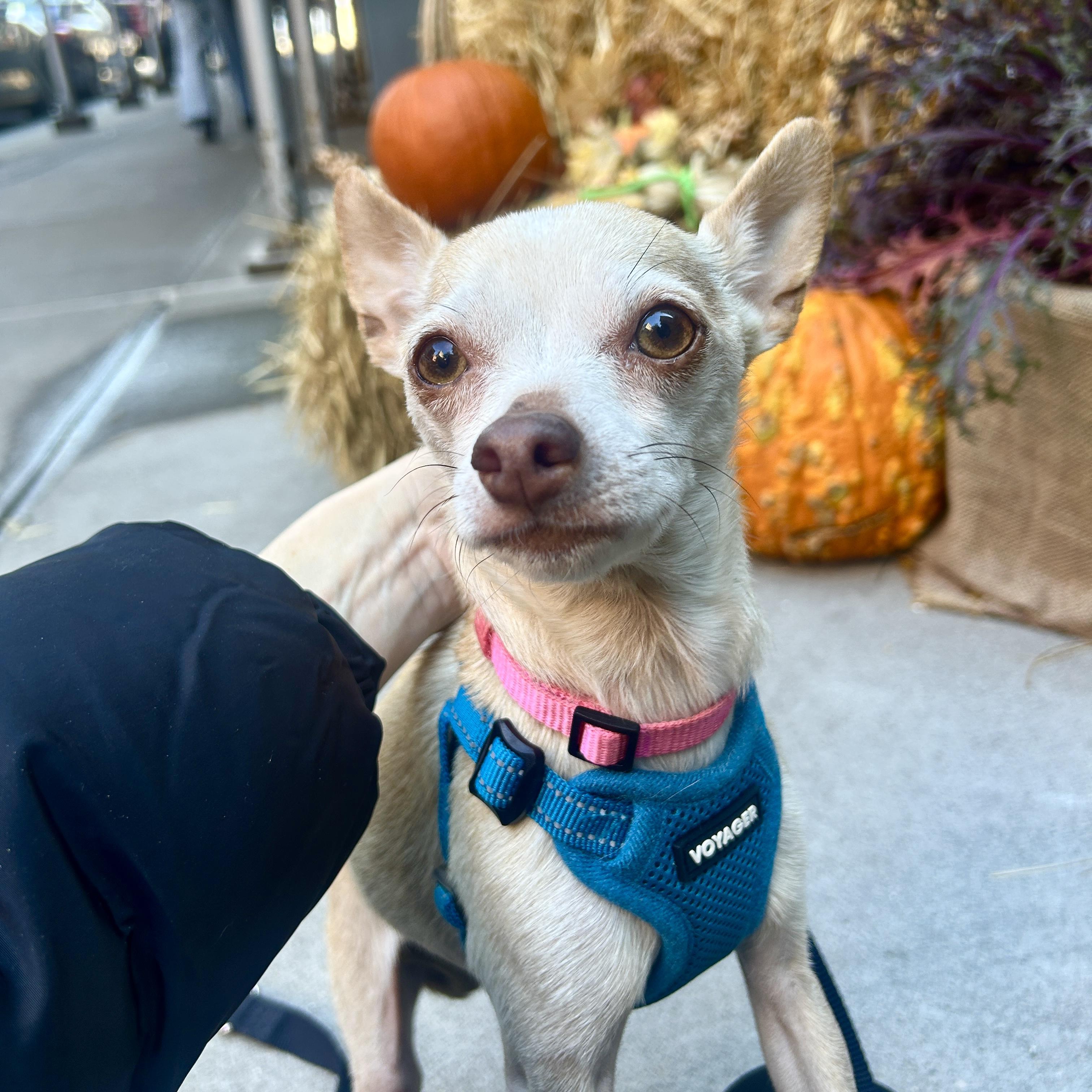 Dog for adoption - Redrum, a Chihuahua Mix in Philadelphia, PA | Petfinder