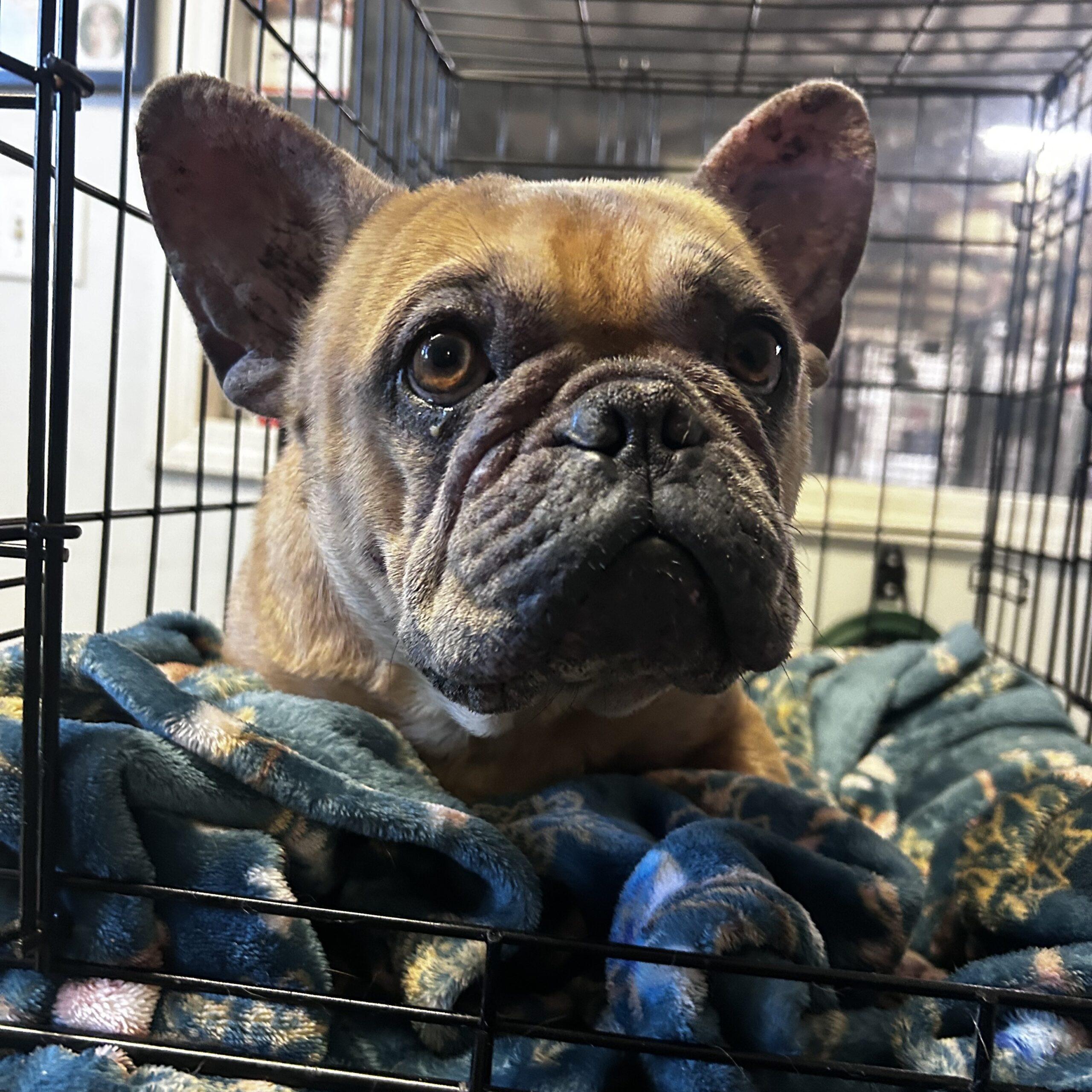 Dog for adoption - Issa, a French Bulldog in West Chester, PA | Petfinder