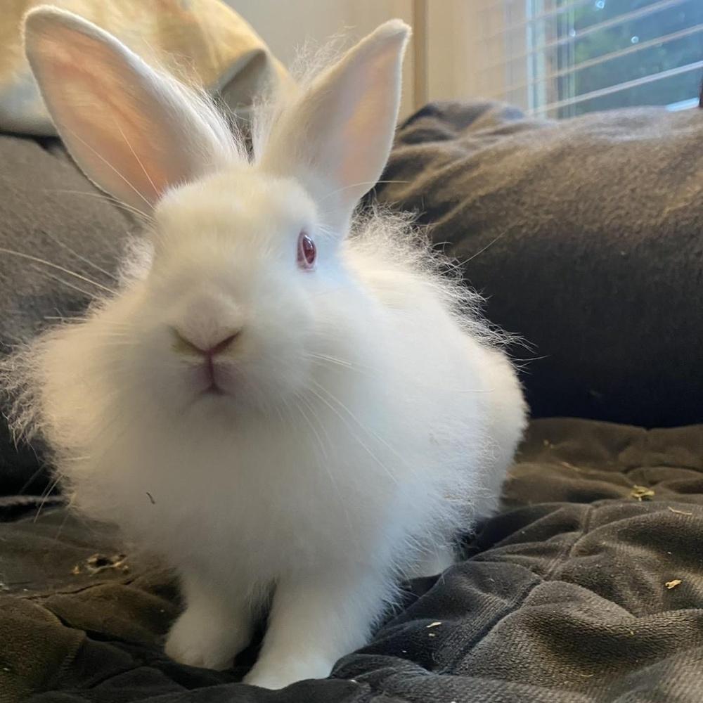 Rabbit for adoption - Ella May, a Lionhead in CHARLOTTE, NC | Petfinder
