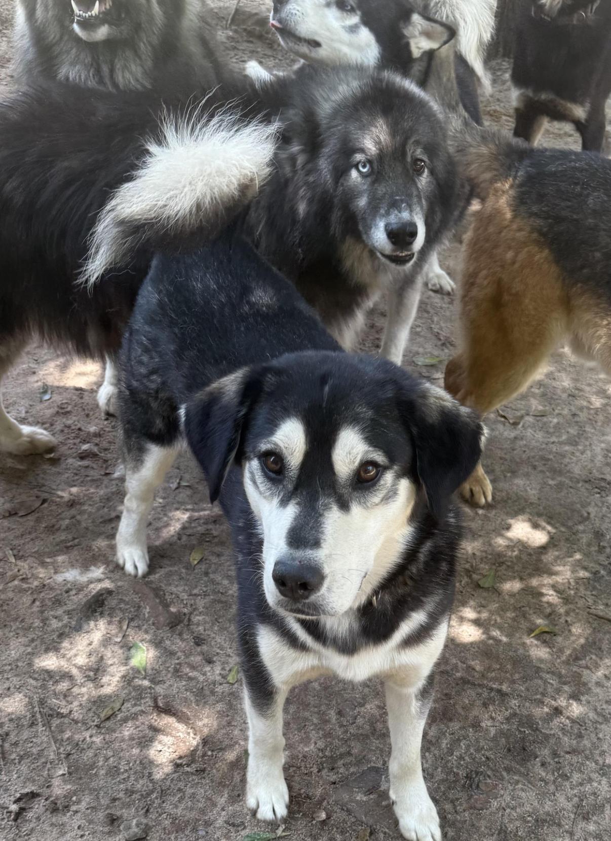 Dog for adoption - Wiggles, a Siberian Husky Mix in Myrtle Beach , SC ...