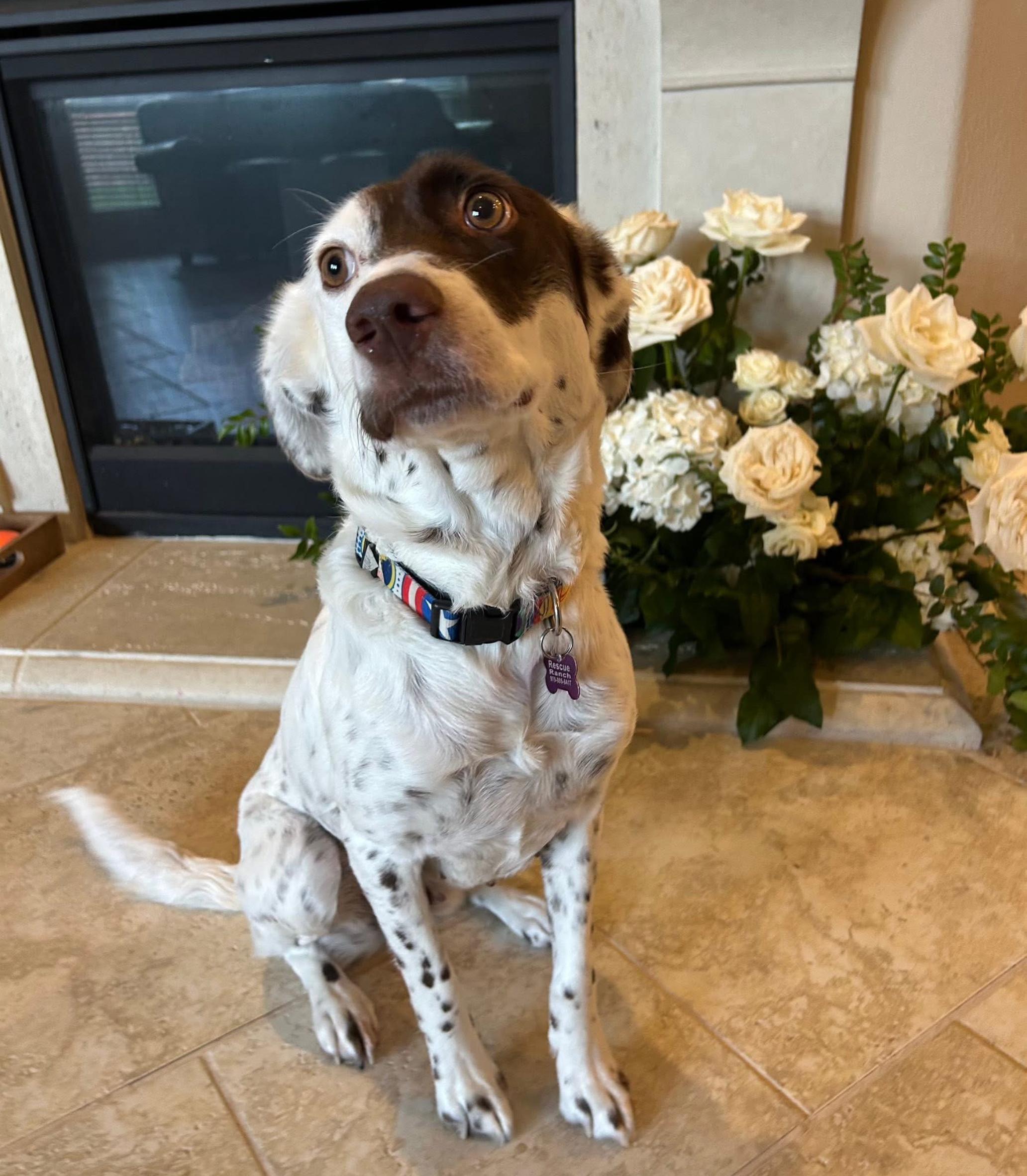 Dog for adoption - Birdie, a Spaniel & Pointer Mix in East Hartford, CT ...