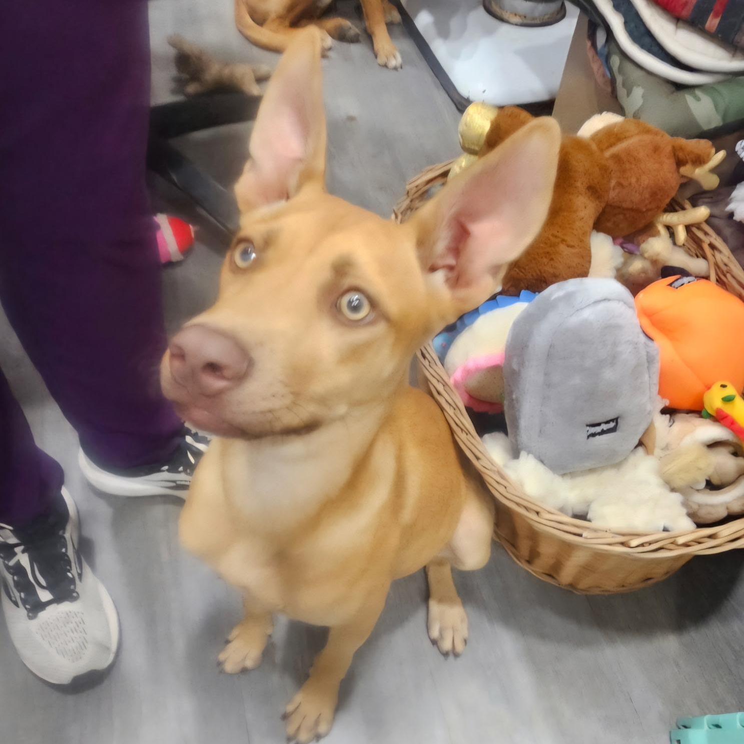 Dog for adoption - Zoey - All Around Gal, a Mixed Breed in Cincinnati ...