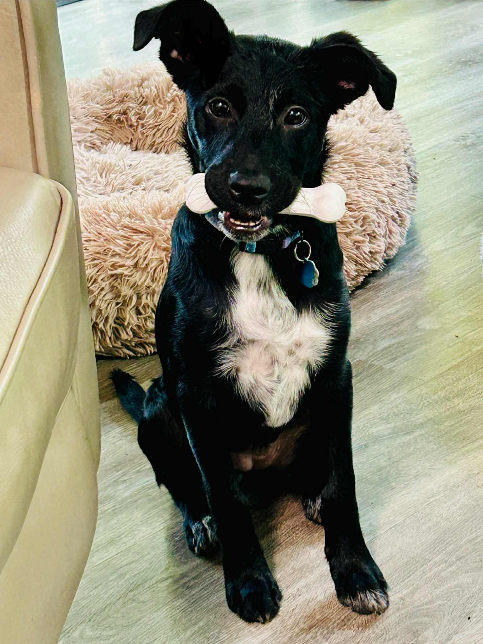 Dog for adoption - Pippa, a Labrador Retriever Mix in Austin, TX ...