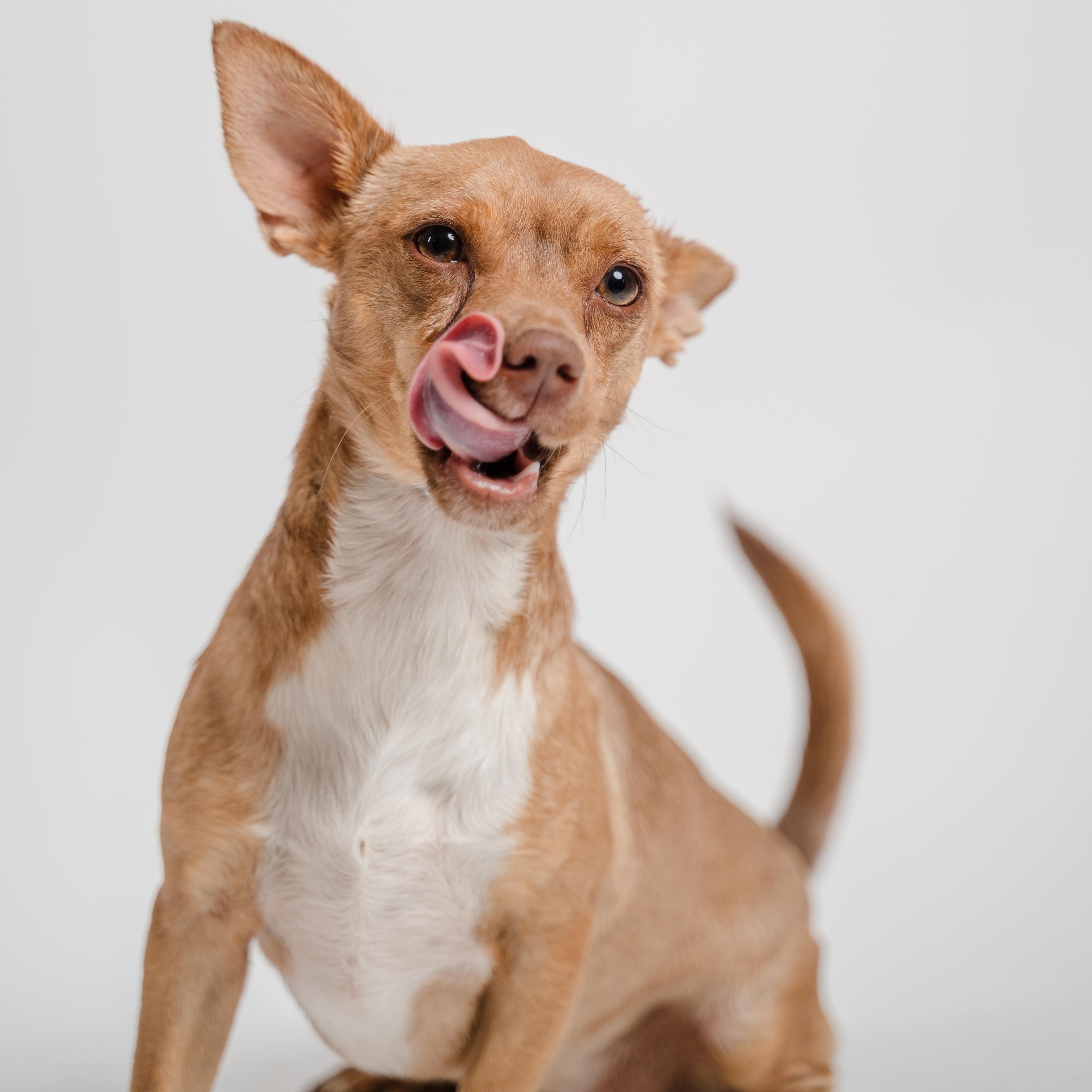 Dog for adoption - Cheto, a Chihuahua Mix in NOTTINGHAM, MD | Petfinder